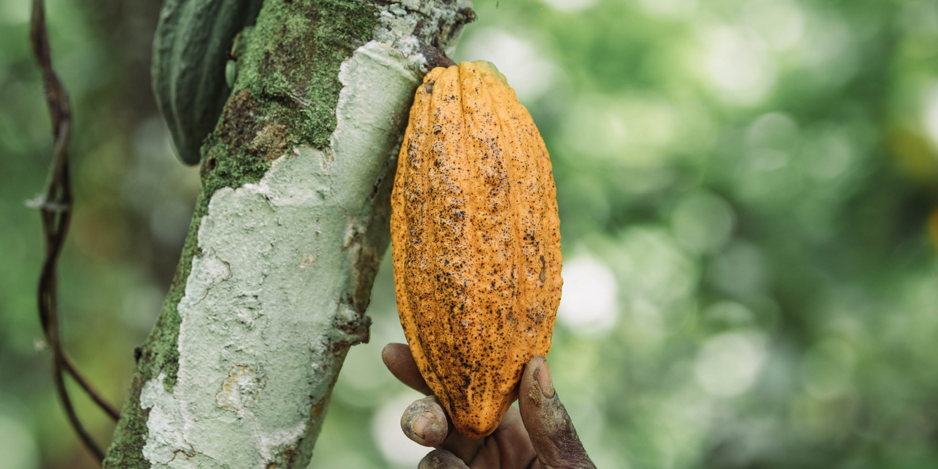 MAAHA CHOCOLATE | ONLINE SHOP